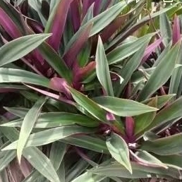 Jual DAUN ADAM HAWA BEBAS PESTISIDA(( 60lembar)) | Shopee Indonesia