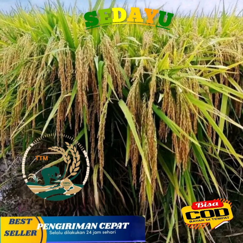 Jual BENIH BIBIT PADI SEDAYU SUPER UNGGUL KEMASAN 5KG | Shopee Indonesia