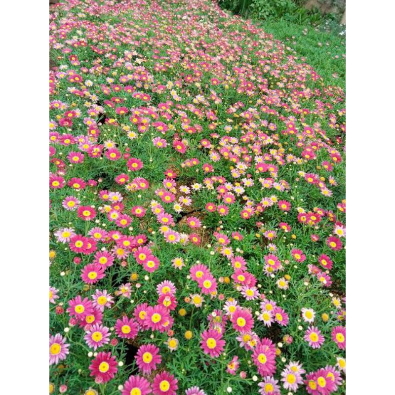 Jual bermacam-macam bunga daisy | Shopee Indonesia