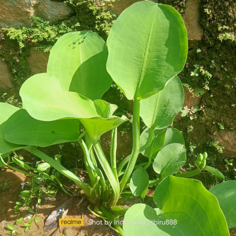 Jual Genjer, Eceng, Gendot, Lalapan Segar olahan sayur spesial | Shopee ...