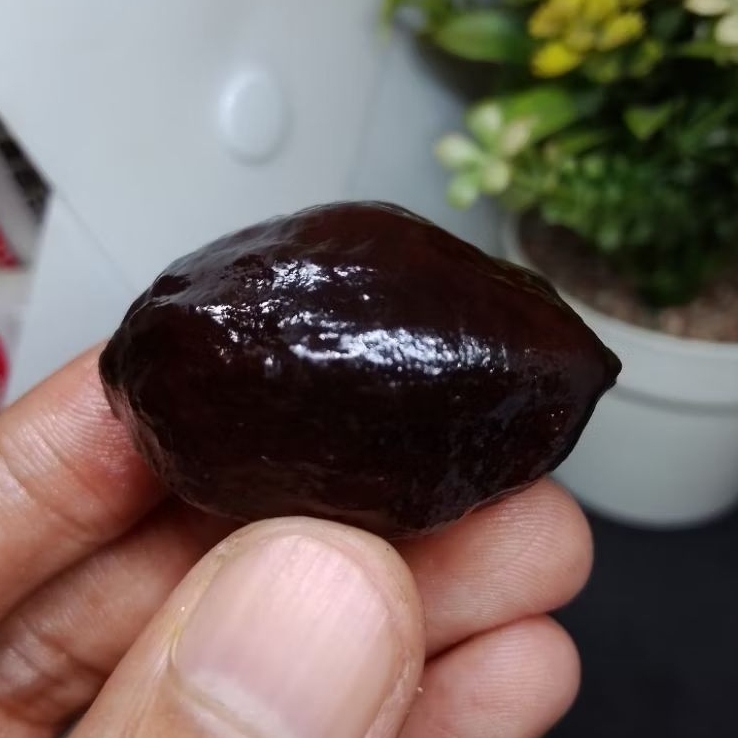 Jual Muncang Adu Jawa Garut (Ngambang isi) | Shopee Indonesia
