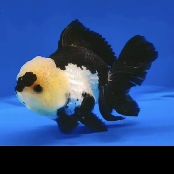 Jual ikan mas koki panda JUMBO / 3 color panda / mas koky 3 color JUMBO ...