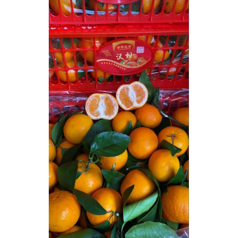 Jual Jeruk Wogan baby /Jeruk Mandarin 1 krat 6 kg | Shopee Indonesia