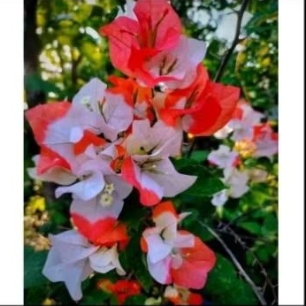 Jual TANAMAN HIAS BUGENVIL BUNGA KERTAS/BUNGA MAHARANI (BIBIT) | Shopee ...