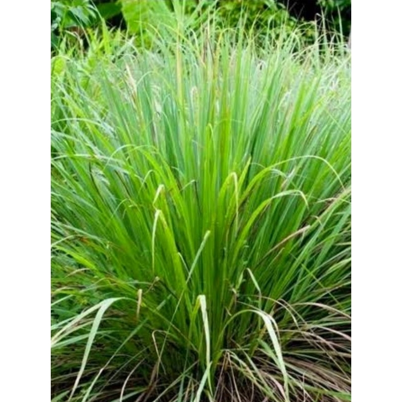 Jual Serai segar bumbu dapur 1kg dari kebun sendiri | Shopee Indonesia