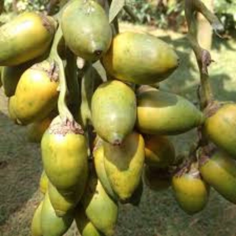 Jual buah pinang tua super 500g | Shopee Indonesia