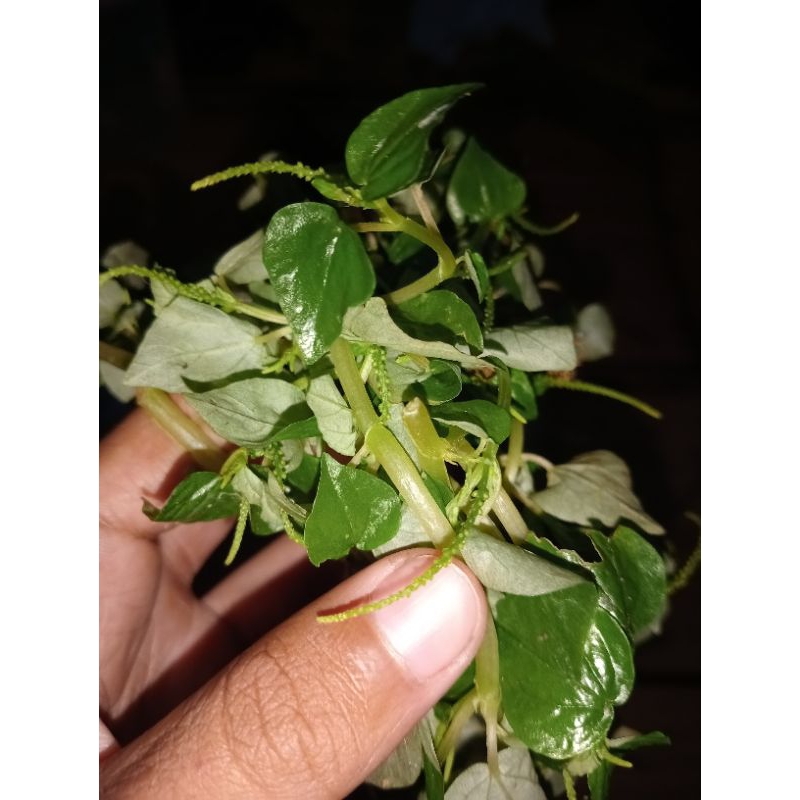 Jual Sirih China Atawa daun suruhan Atawa daun ketumpang air 500 gram ...