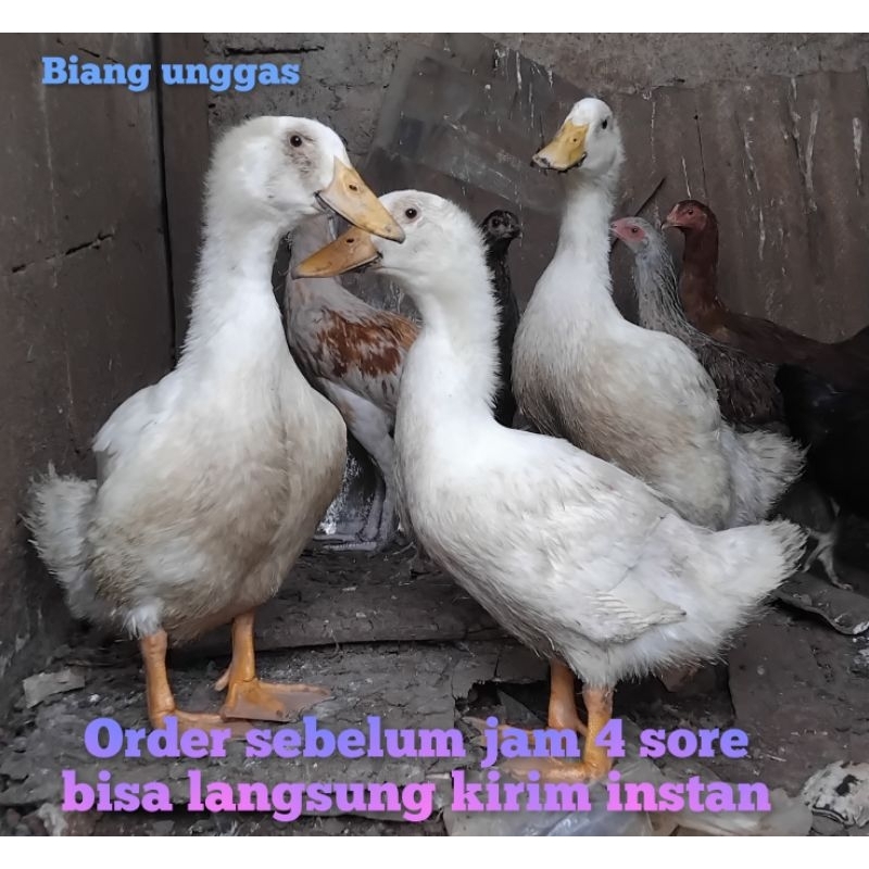 Jual Bebek fresh berat 2kg / Bebek pedaging / bebek hibrida / Bebek ...