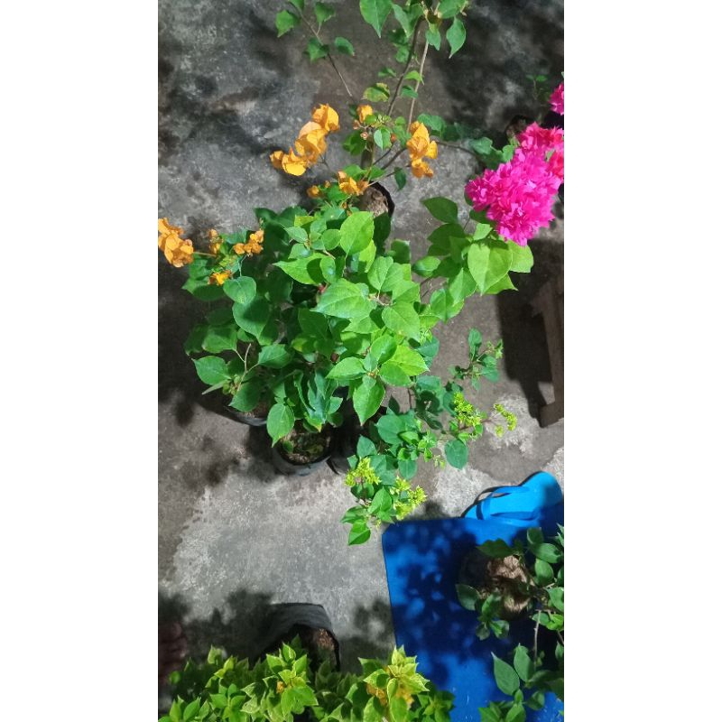 Jual Bugenvil 4 Jenis ID Ukuran bibit | Shopee Indonesia