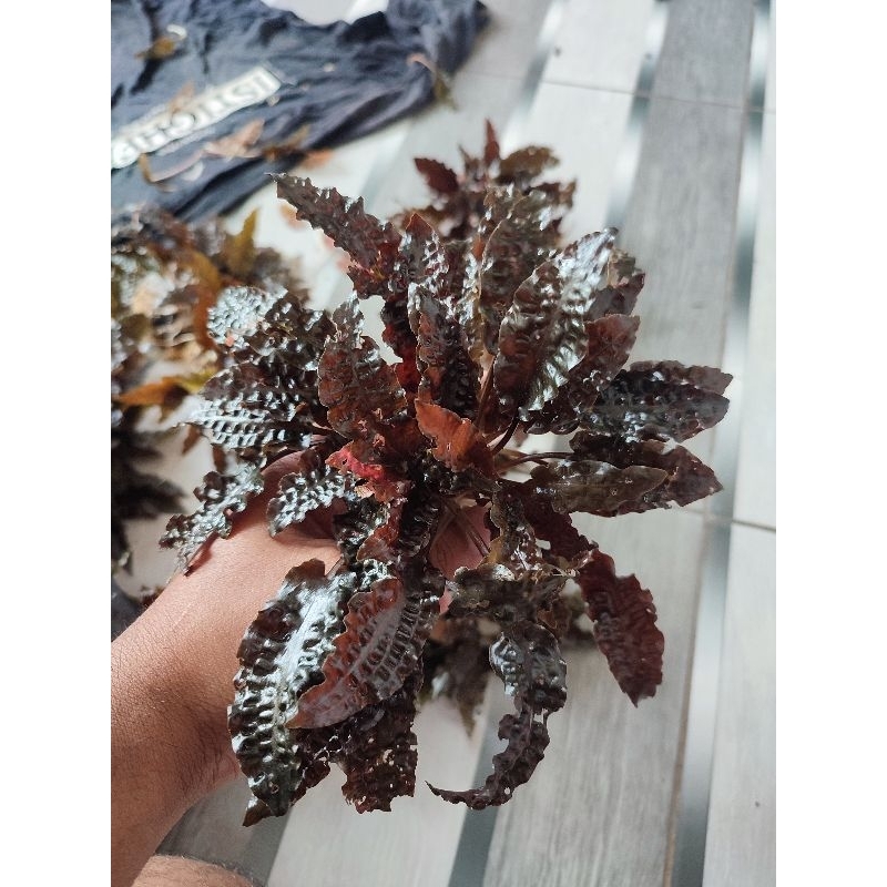 Jual Cryptocorine Florida Sunset on Wabikussa Tanaman Aquascape ...