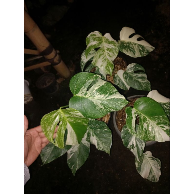 Jual Tanaman Hias Monstera Variegata White Tiger Marble/Monvar WT Marble | Shopee Indonesia