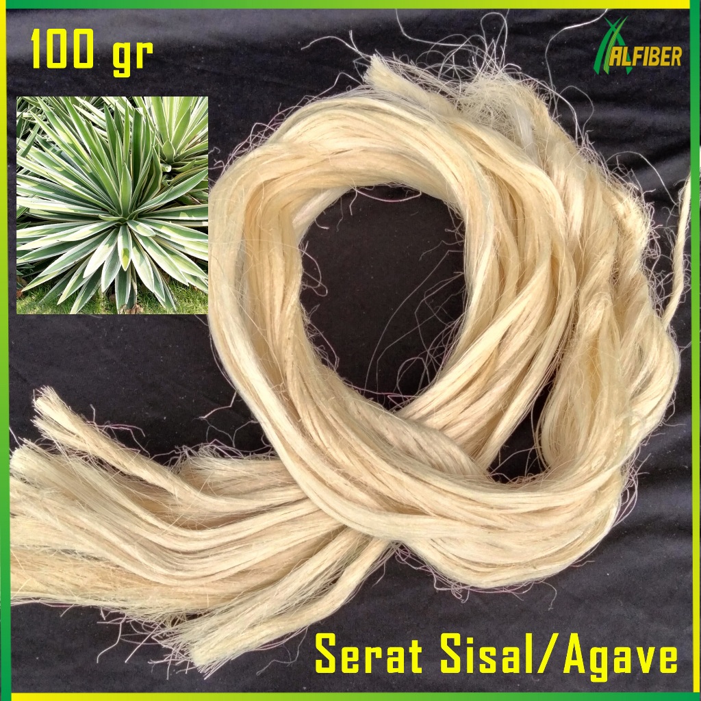 Jual Alfiber SERAT AGAVE (SISAL) Serat Alami dari Tanaman Sisal/Agave ...