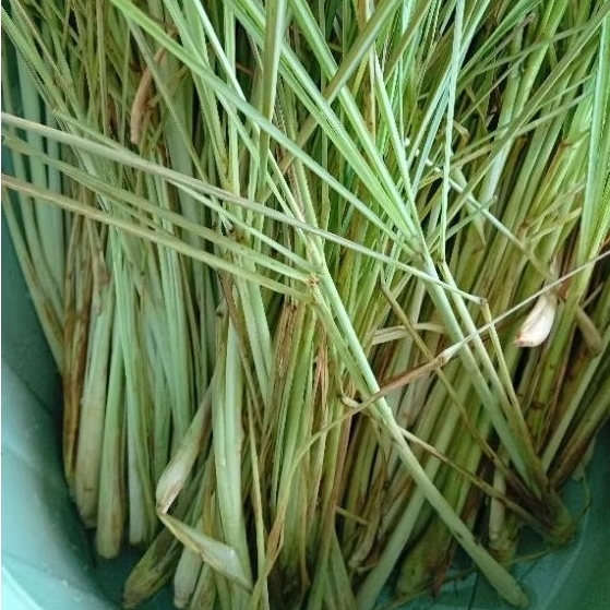 Jual Serai Sereh daun sereh dapur segar 1kg | Shopee Indonesia