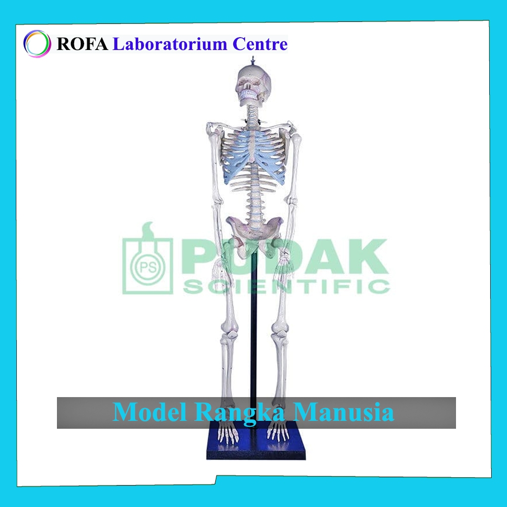 Jual Model Rangka Manusia / Rangka Manusia / Kerangka Manusia | Shopee ...