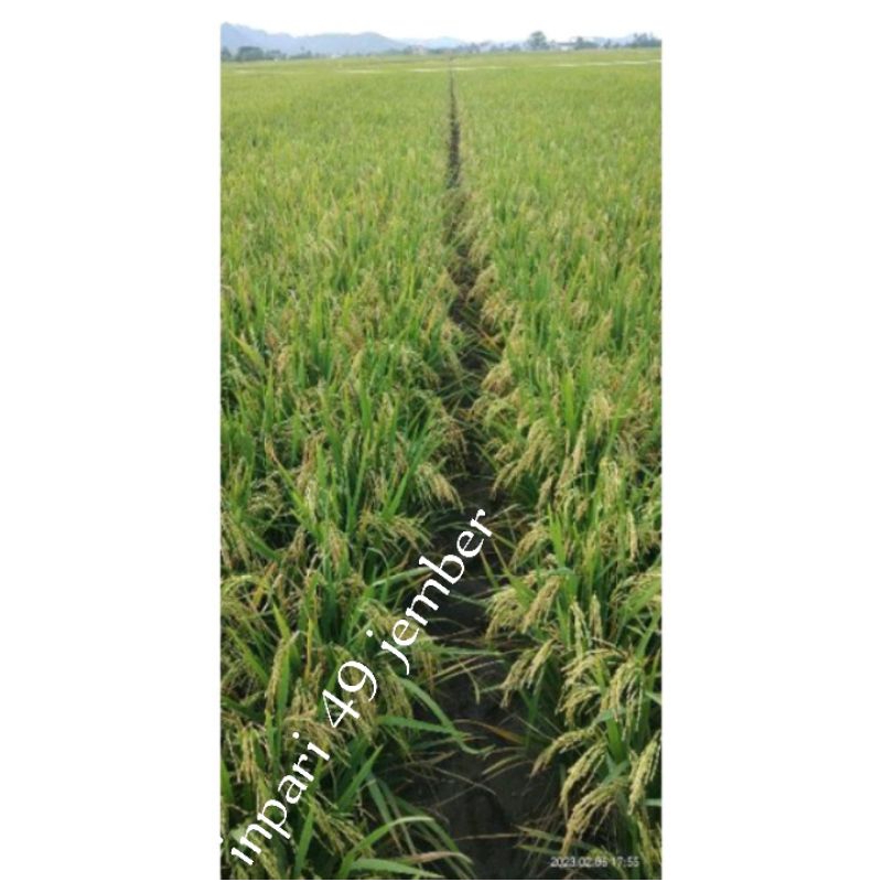 Jual benih padi inpari 49 jembar | Shopee Indonesia