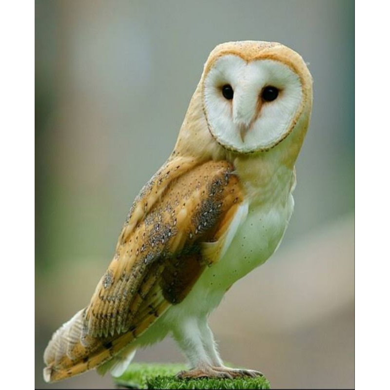 Jual Burung Hantu Barn owl brancher Burung hantu Tyto alba | Shopee Indonesia