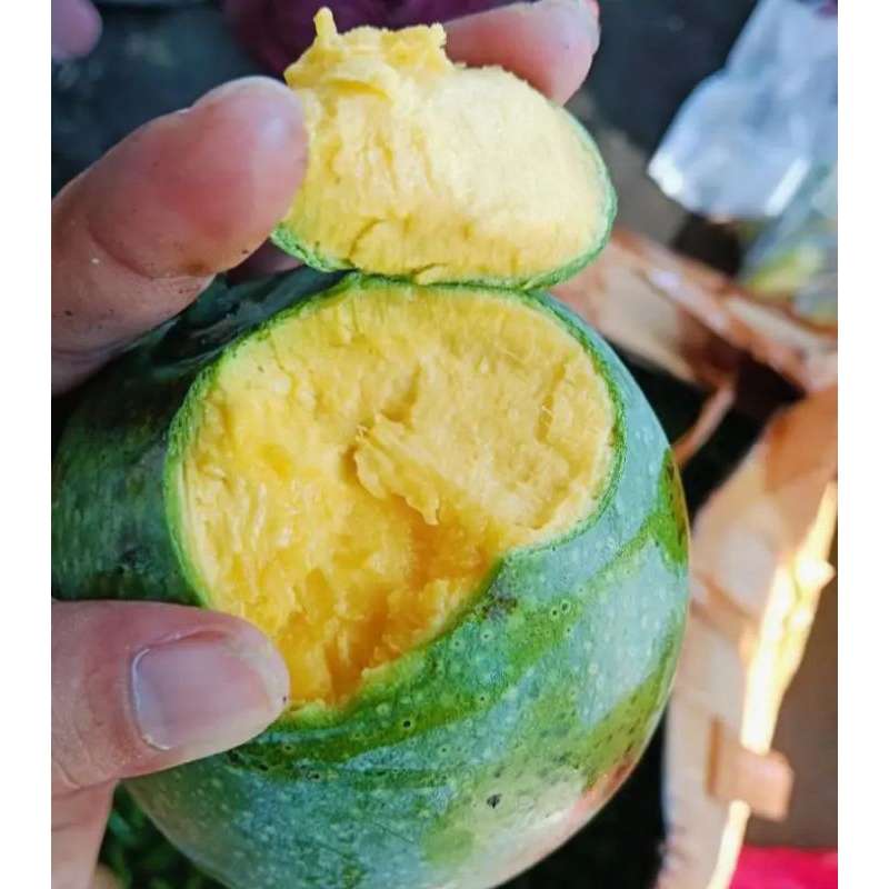 Jual mangga apel mengkel tua isi 4,5 buah per kilo gram | Shopee Indonesia