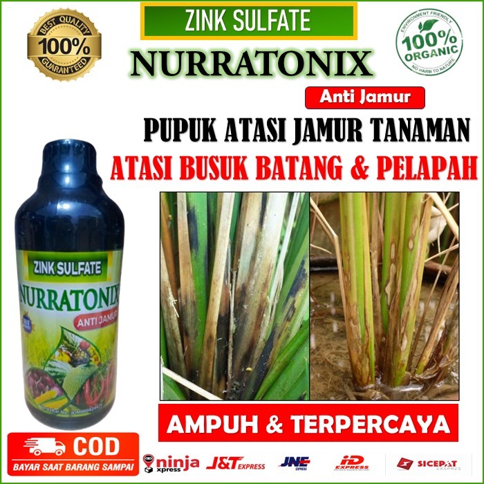 Jual Pupuk Atasi Busuk Batang & Busuk Pelapah padi - ZINK SULFATE ...
