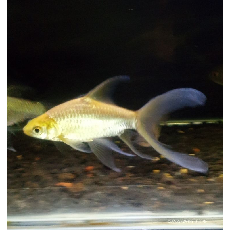 Jual hiasan golden kaviat slayer -+10cm(2jarian) tank mate kapiat ...
