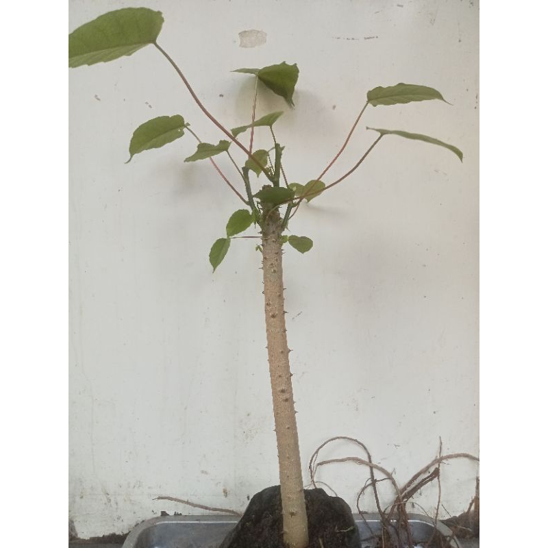 Jual pohon Kalpataru - Roda | Shopee Indonesia