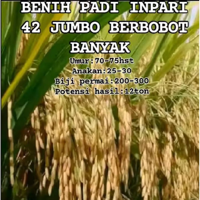 Jual BENIH BIBIT PADI INPARI 42 JUMBO KEMASAN 5KG | Shopee Indonesia