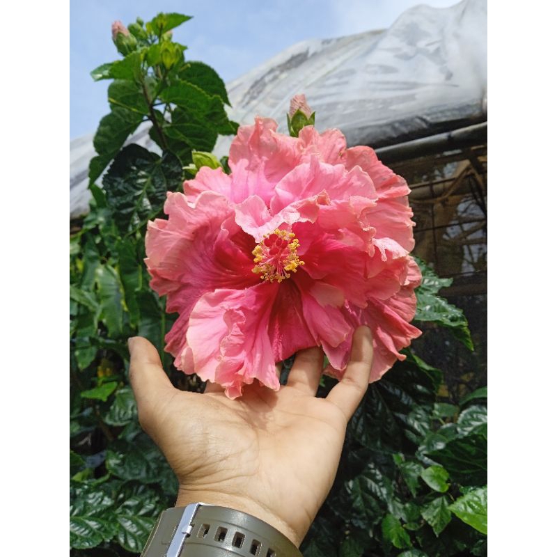 Jual bunga sepatu bangkok pink tumpuk jumbo tanaman hias Hibiscus ...