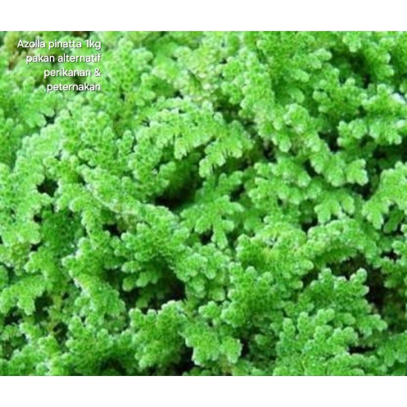 Jual Azolla Pinatta 1kg (pakan alternatif perikanan & peternakan ...