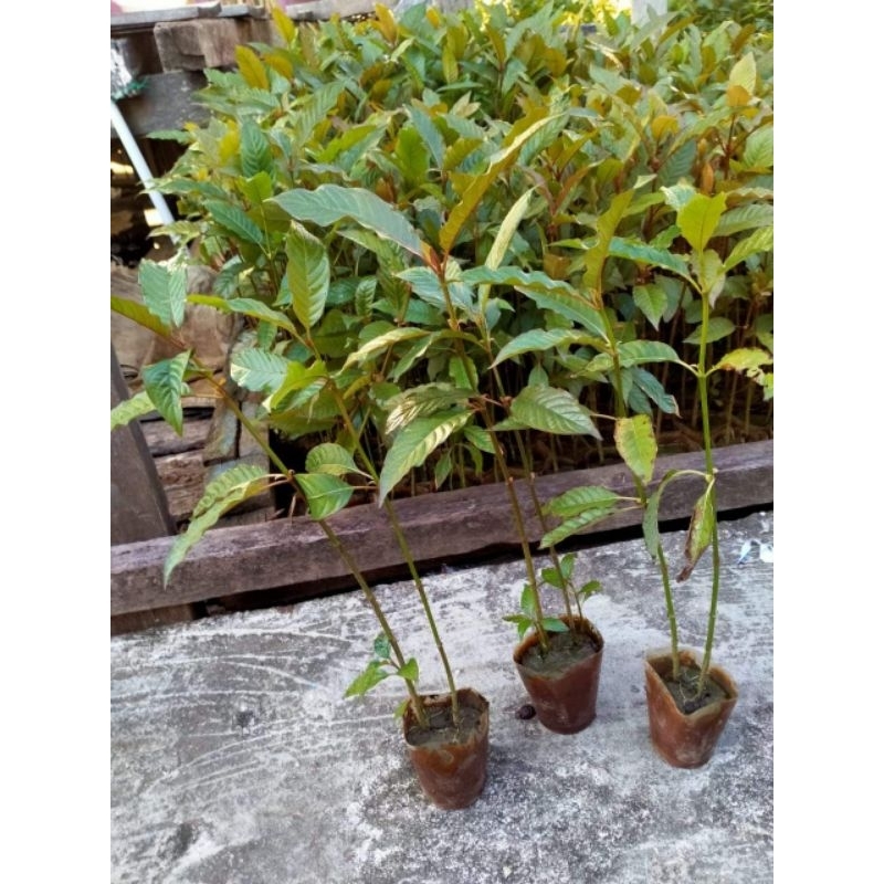 Jual 5 Pohon bibit herbal borneo tinggi 10-50 cm rendom | Shopee Indonesia