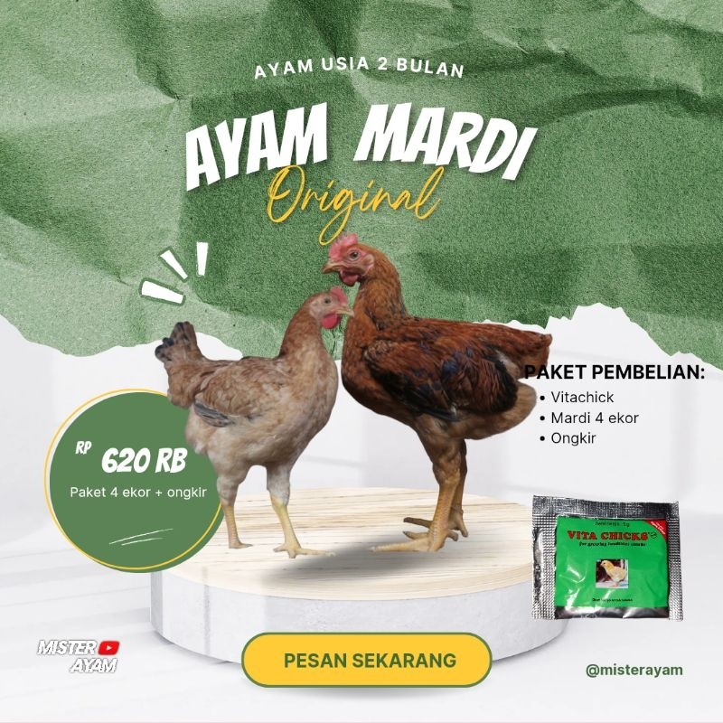 Jual PAKET AYAM MARDI 2 BLN ISI 4 | Shopee Indonesia