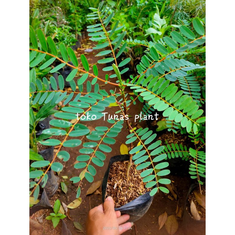 Jual Bibit tanaman bunga turi merah (obat herbal) | Shopee Indonesia