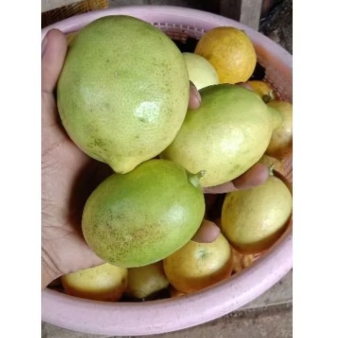 Jual Buah Jeruk Lemon Lokal Segar, Buah Jeruk Lemon Lokal Fresh 1kg ...