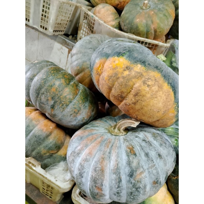 Jual Labu Kuning Fresh 1 kg - Waluh | Shopee Indonesia