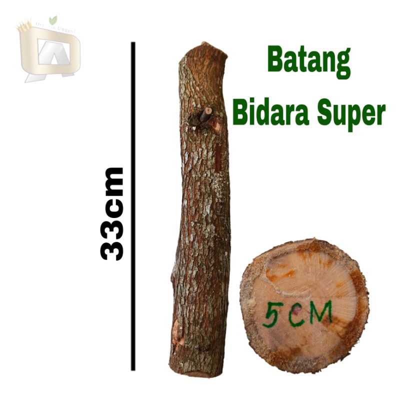 Jual Kayu Bidara Panjang 30cm Diameter 5cm | Shopee Indonesia