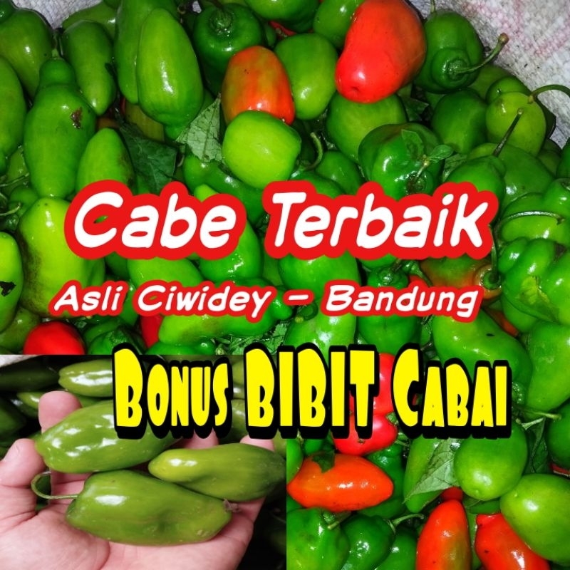 Jual Cabe Gendot , Cabai Bendot Jalapeno, Cabai Gendot Ciwidey Fresh 1 ...