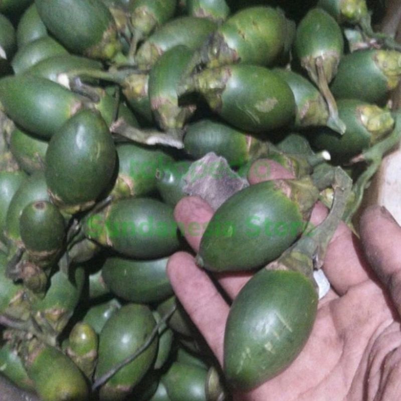 Jual 1kg Buah Pinang Muda Segar -jambe muda fresh Terlaris | Shopee ...