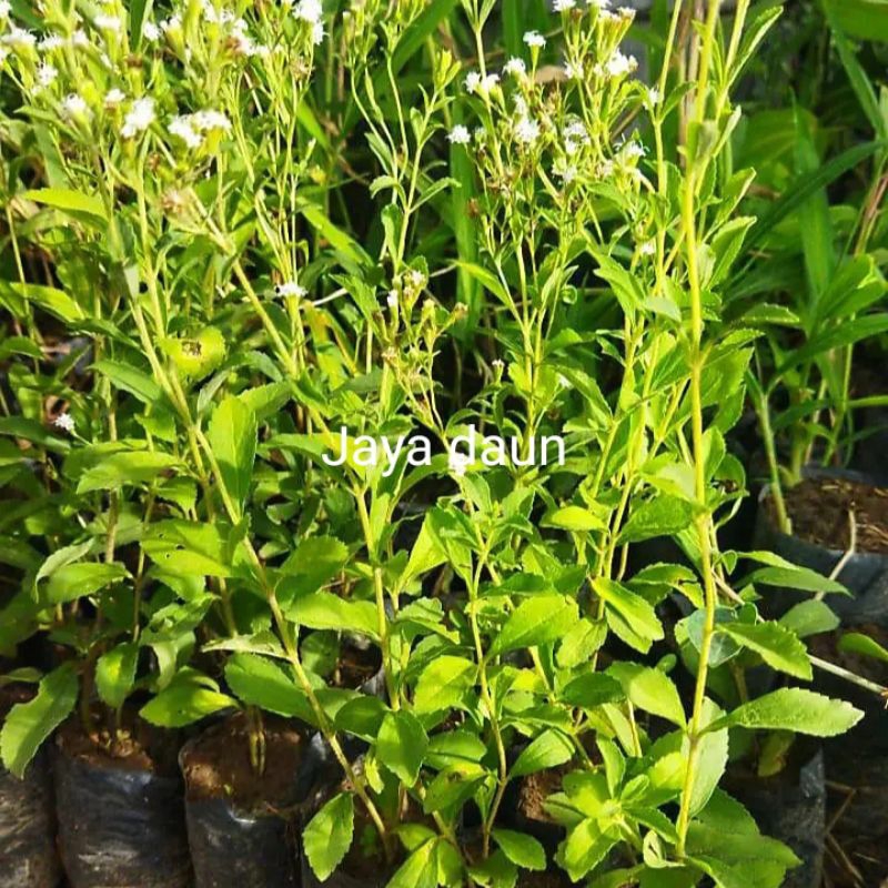 Jual (beli 5 bonus 1) Bibit tanaman herbal daun Stevia super Pengganti ...