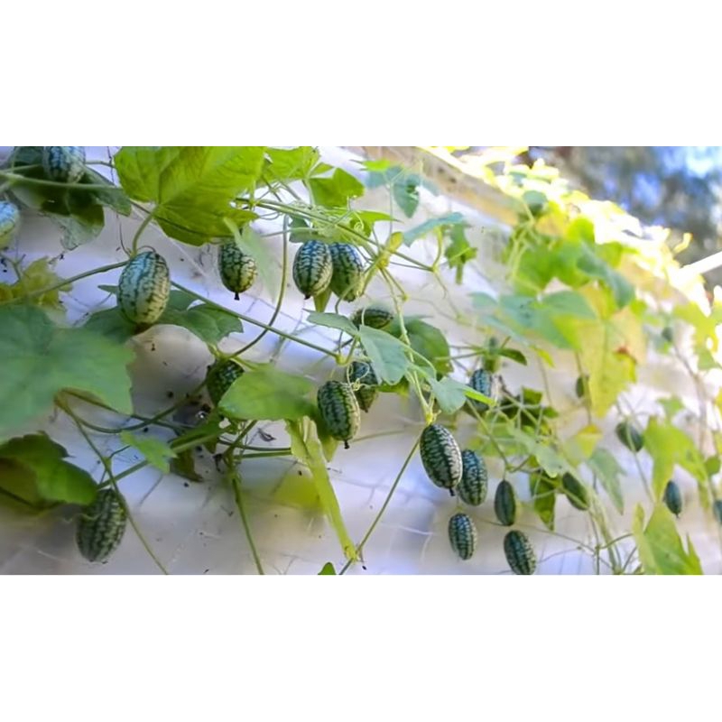 Jual BENIH/BIJI BUAH CUCAMELON/MELOTHARIA SCABRA (5 butir) | Shopee ...