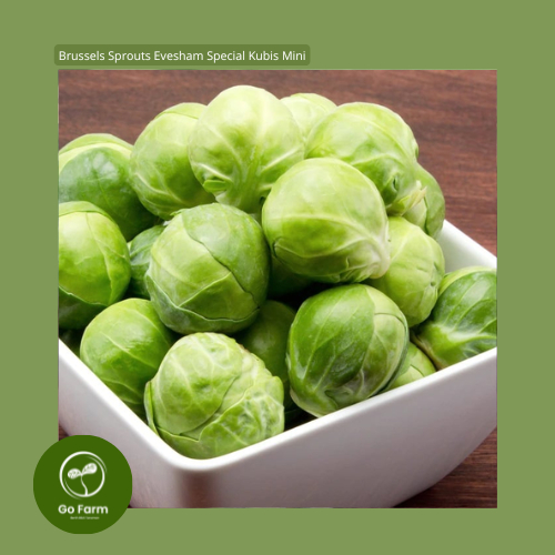 Jual Benih Bibit Brussels Sprouts Evesham Special Kubis Mini | Shopee ...