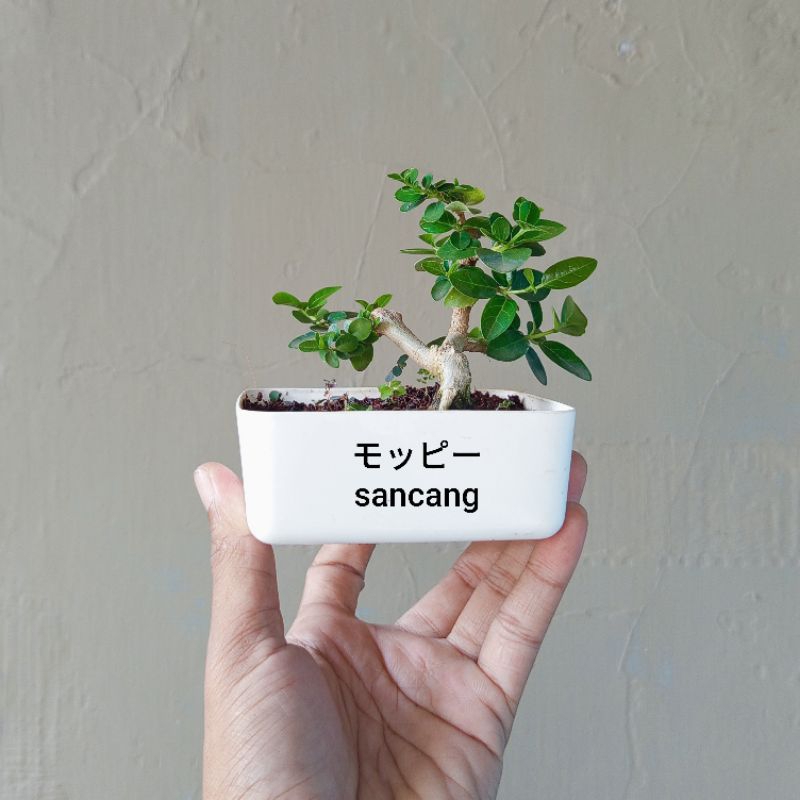 Jual BONSAI SANCANG SESUAI FOTO | Shopee Indonesia