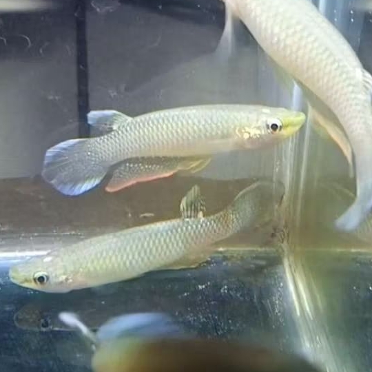 Jual Ikan Kepala Timah Ikan Hias Aquarium Aquascape | Shopee Indonesia