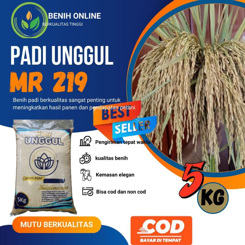 Jual BENIH PADI GALUR MR 219 KEMASAN 5KG | Shopee Indonesia