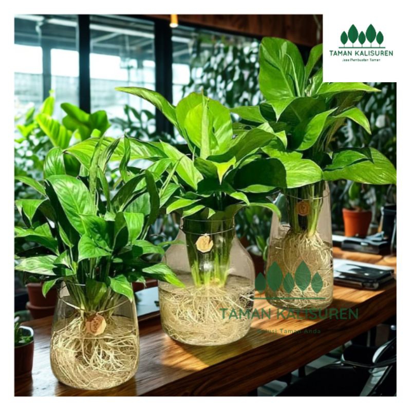 Jual Tanaman peyerap racun peace lily spatufillum - tanaman hias pohon ...