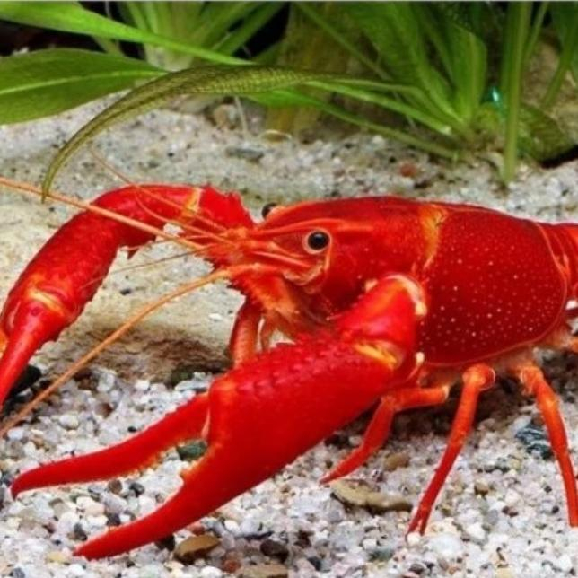 Jual Lobster Hias Air Tawar Merah Red Udang Merah Red Aquascape ...