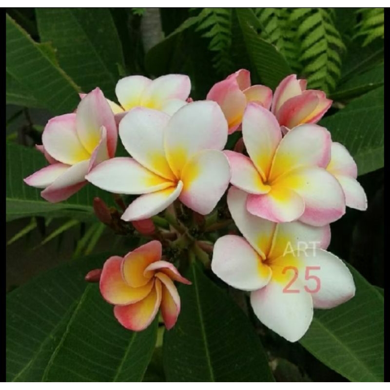 Jual POHON BUNGA KAMBOJA BALI KIRANA ASLI SUDAH BER AKAR / TANAMAN HIAS ...