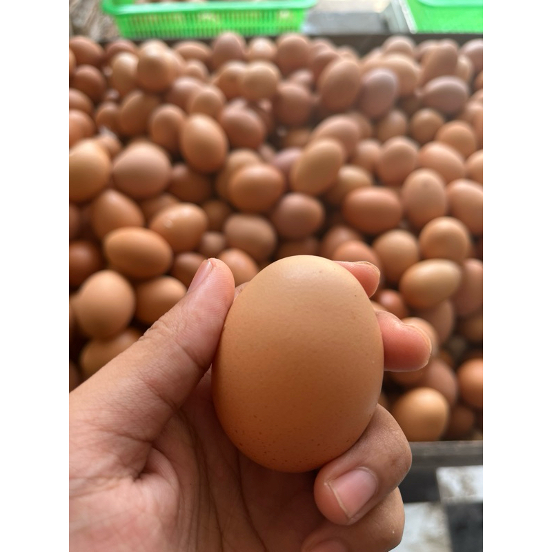 Jual RAJATELUR | Telur Ayam Negeri | 1 Tray isi 30 Butir | Shopee Indonesia