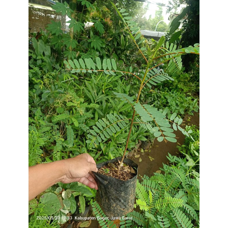Jual bibit tanaman pohon turi putih | bunga putih | Shopee Indonesia