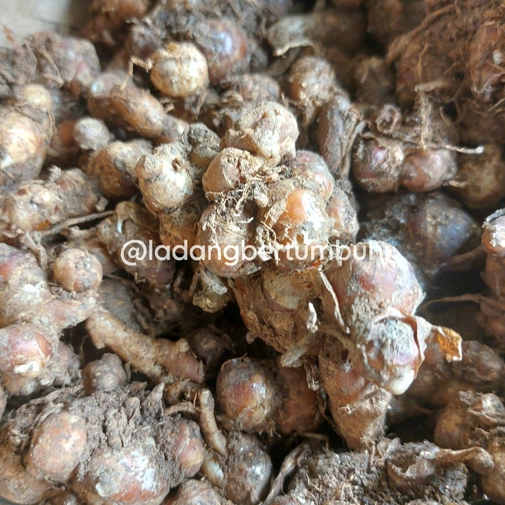 Jual Kencur Cikur Fresh Rempah Segar Kebutuhan Bumbu Dapur/Bumbu Seblak ...