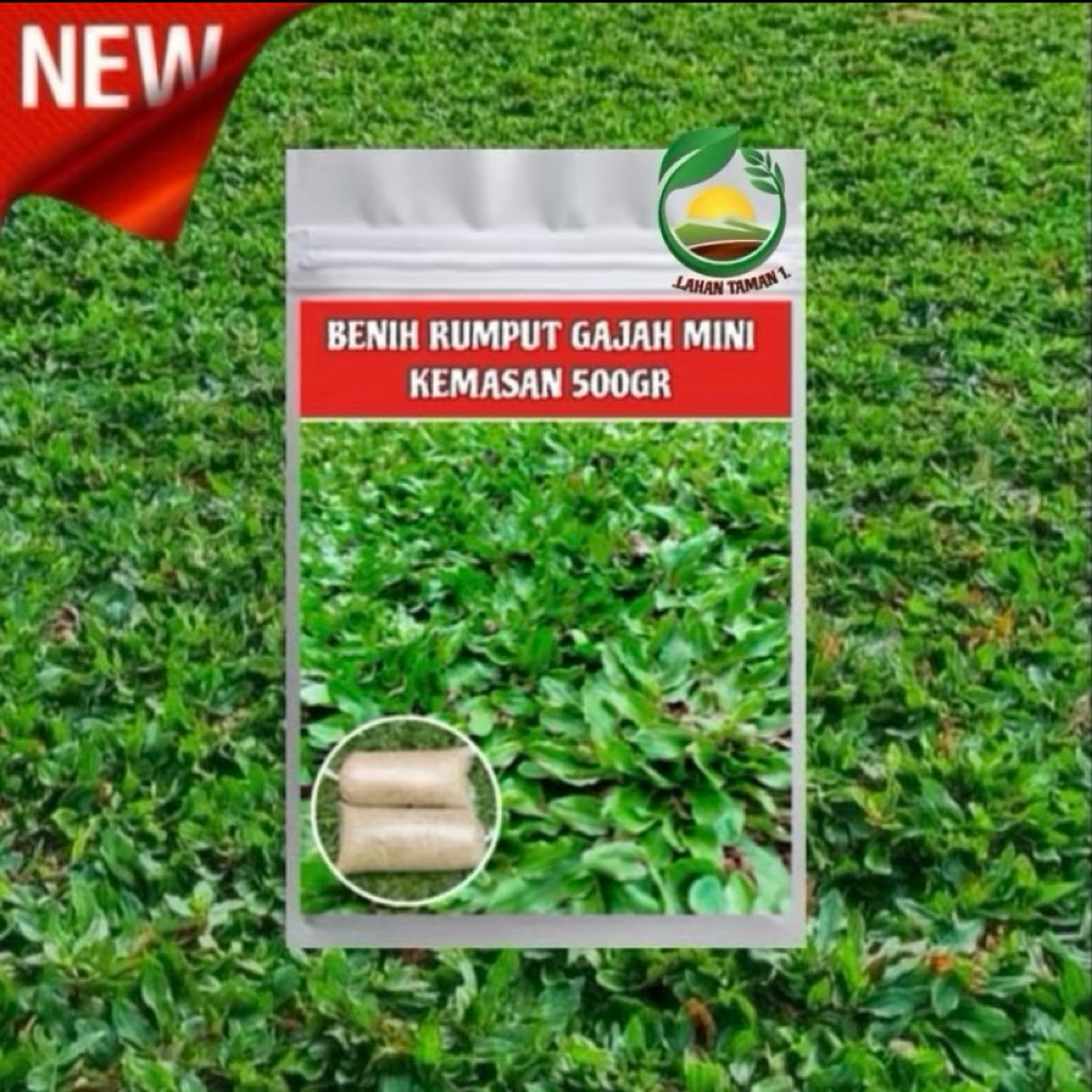 Jual terbaru!! benih rumput gajah mini/rumput gajah mini 500grm ...