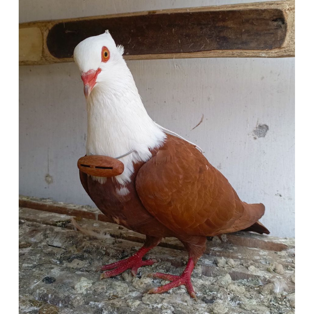 Jual SAWANGAN MERPATI KAYU LUBANG 3 NYARING RENYAH HONTANG PLUIT ...