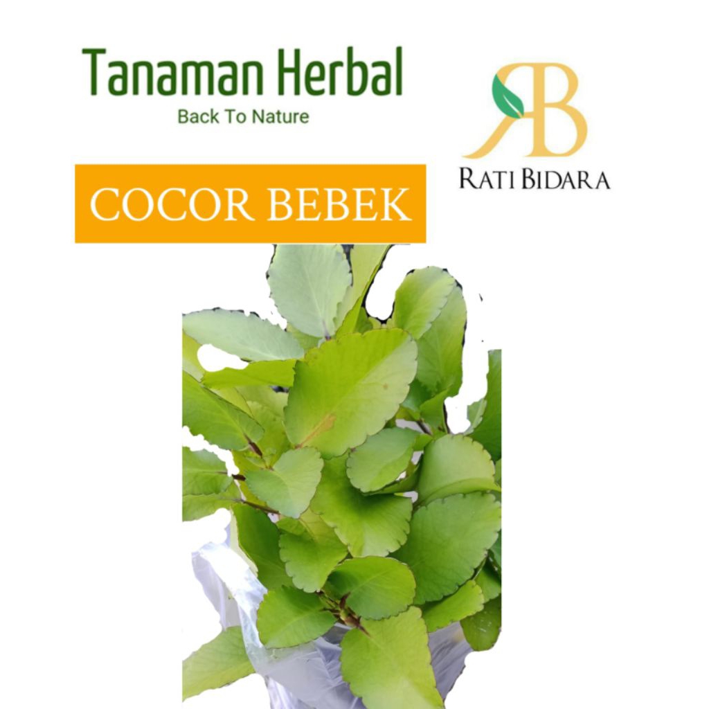 Jual Cocor Bebek (Kalanchoe pinnata) | Shopee Indonesia